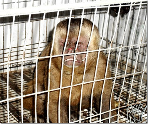 CARNAÚBA EM FOCO: POLICIA AMBIENTAL CAPTURA ANIMAL SILVESTRE EM CURRAIS ...